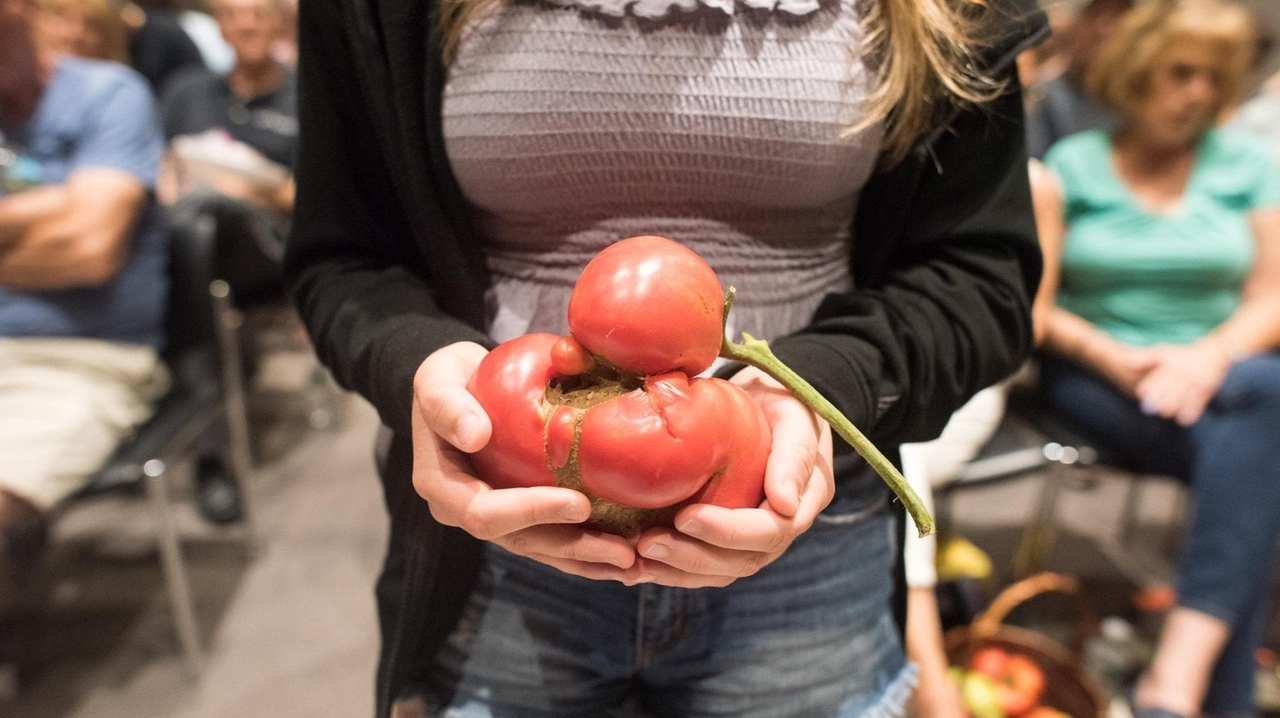 Newsday's 2018 Great Long Island Tomato Challenge contestants - Newsday