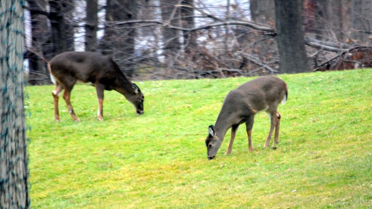 More hunting is needed to solve Suffolk County's deer problem - Newsday