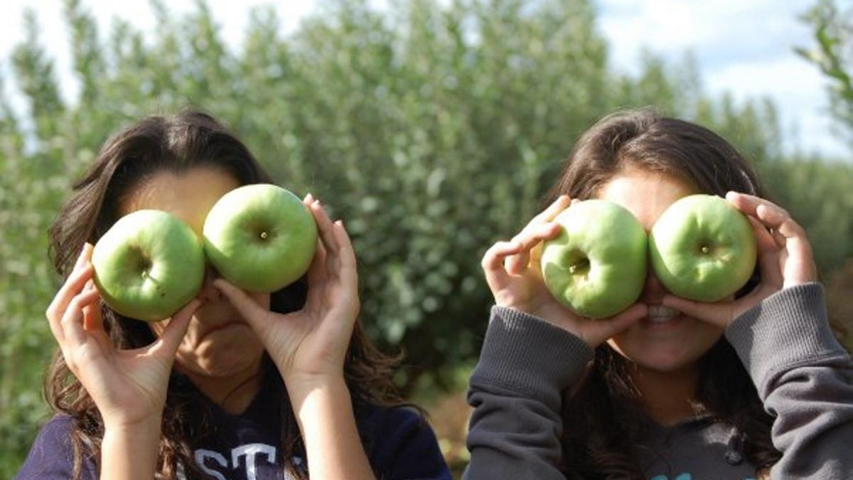 Core values: Apples you can pick - and eat - Newsday