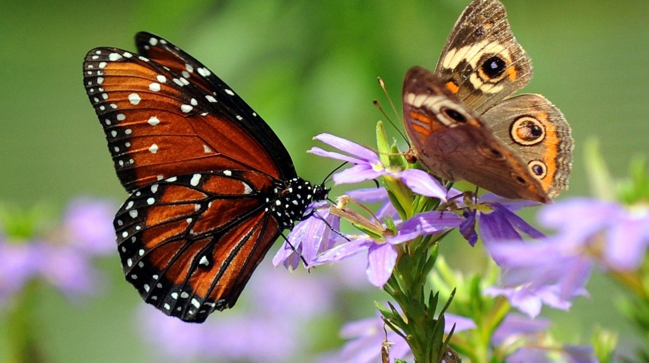 3 things to do on Long Island with kids who love butterflies - Newsday