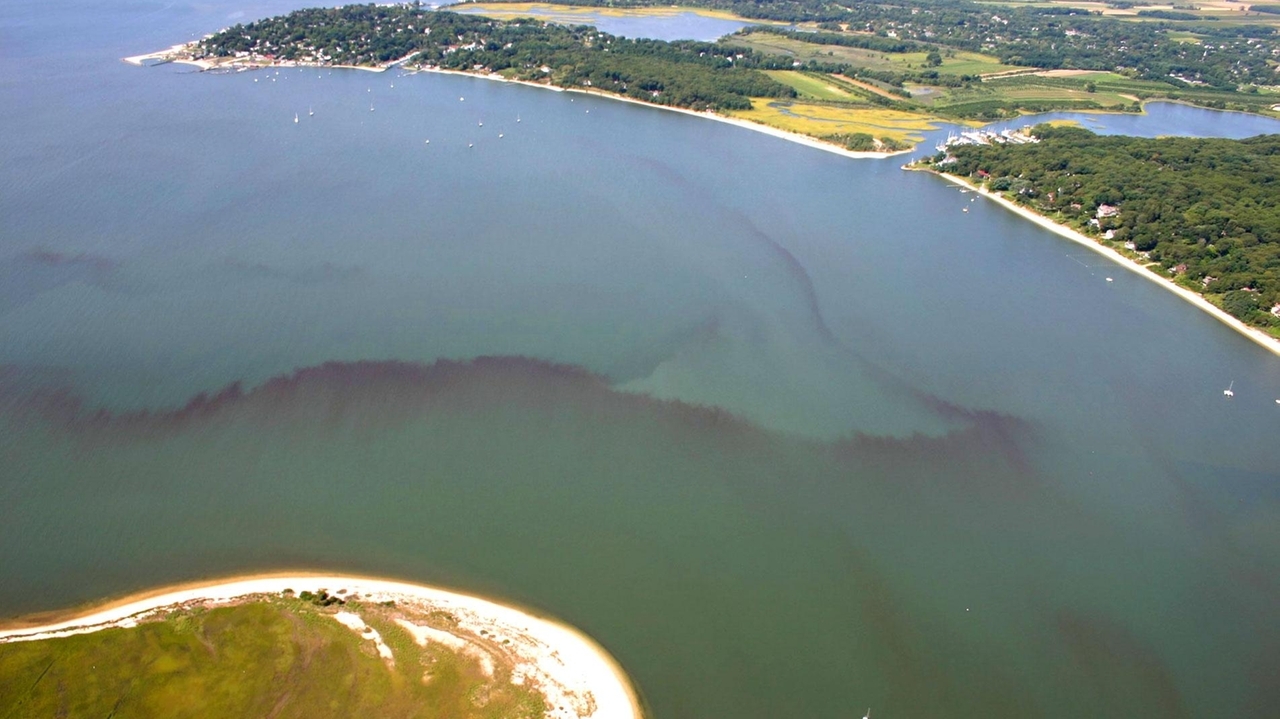 Red tide arrives on East End early, spurred by heat - Newsday