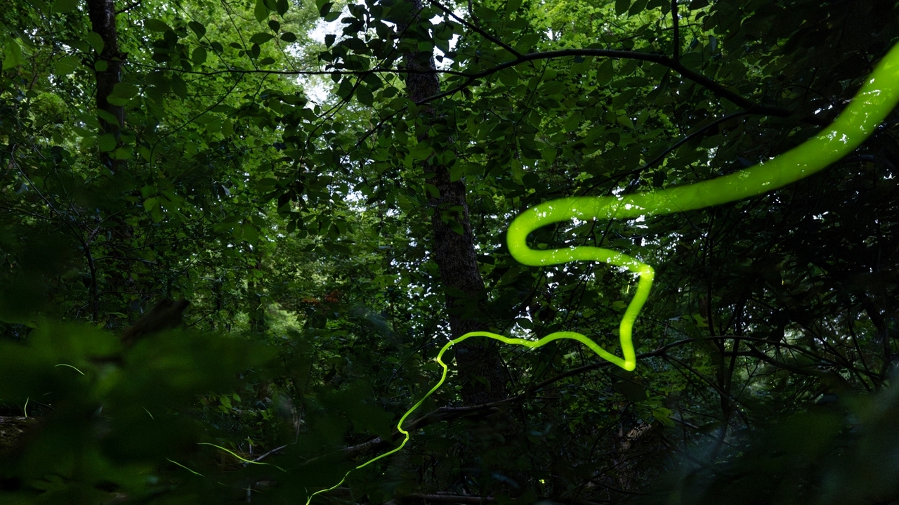 The flickering glow of summer's fireflies: too important to lose, too ...