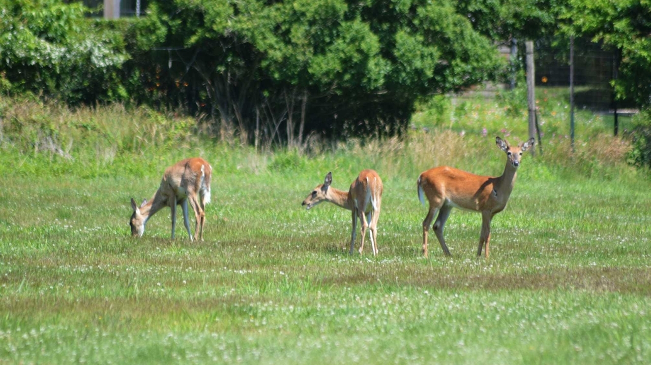 Griffin: A smart way to control deer population - Newsday