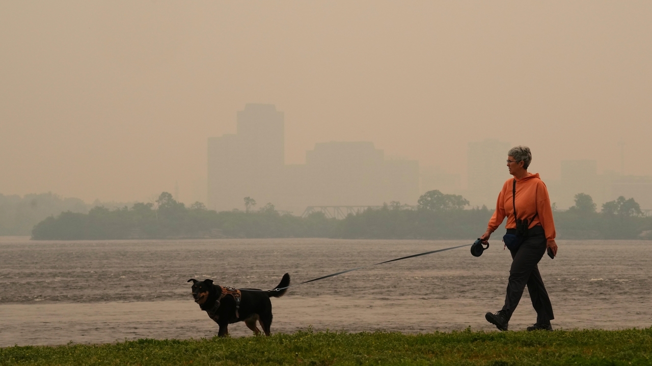 Wildfire smoke and pets: What to do to keep them safe - Newsday