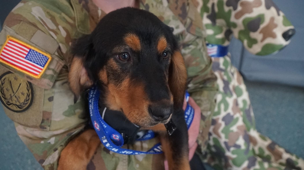 Ruff life: Pups reunited with rescuers - Newsday