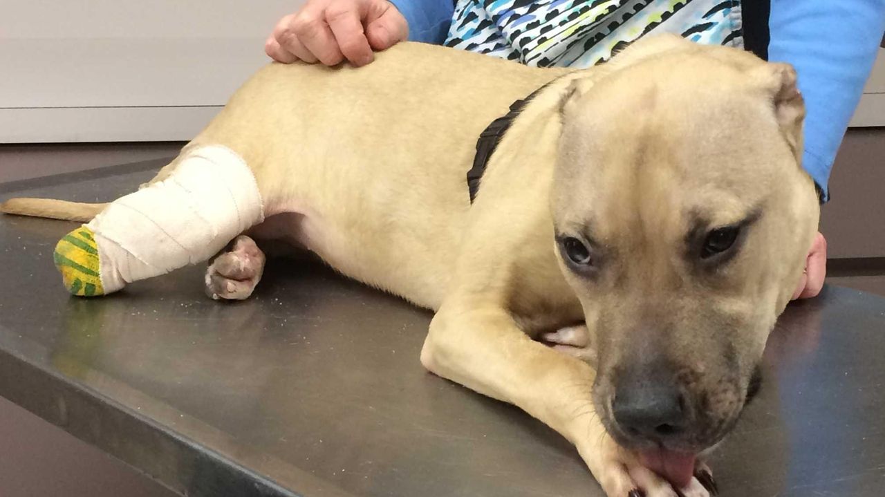 Miss Harper’s former owners plead guilty to animal cruelty charges ...