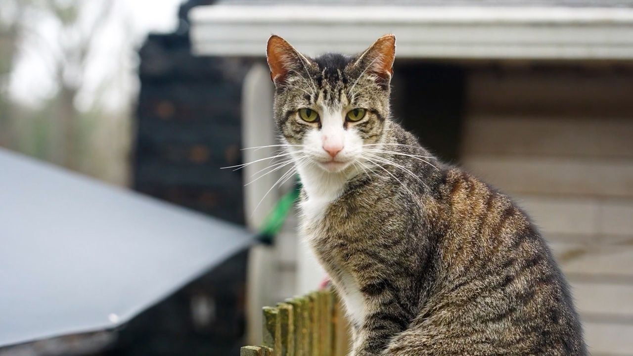 Suffolk SPCA's mobile unit will treat cats rescued from the Happy Cat ...