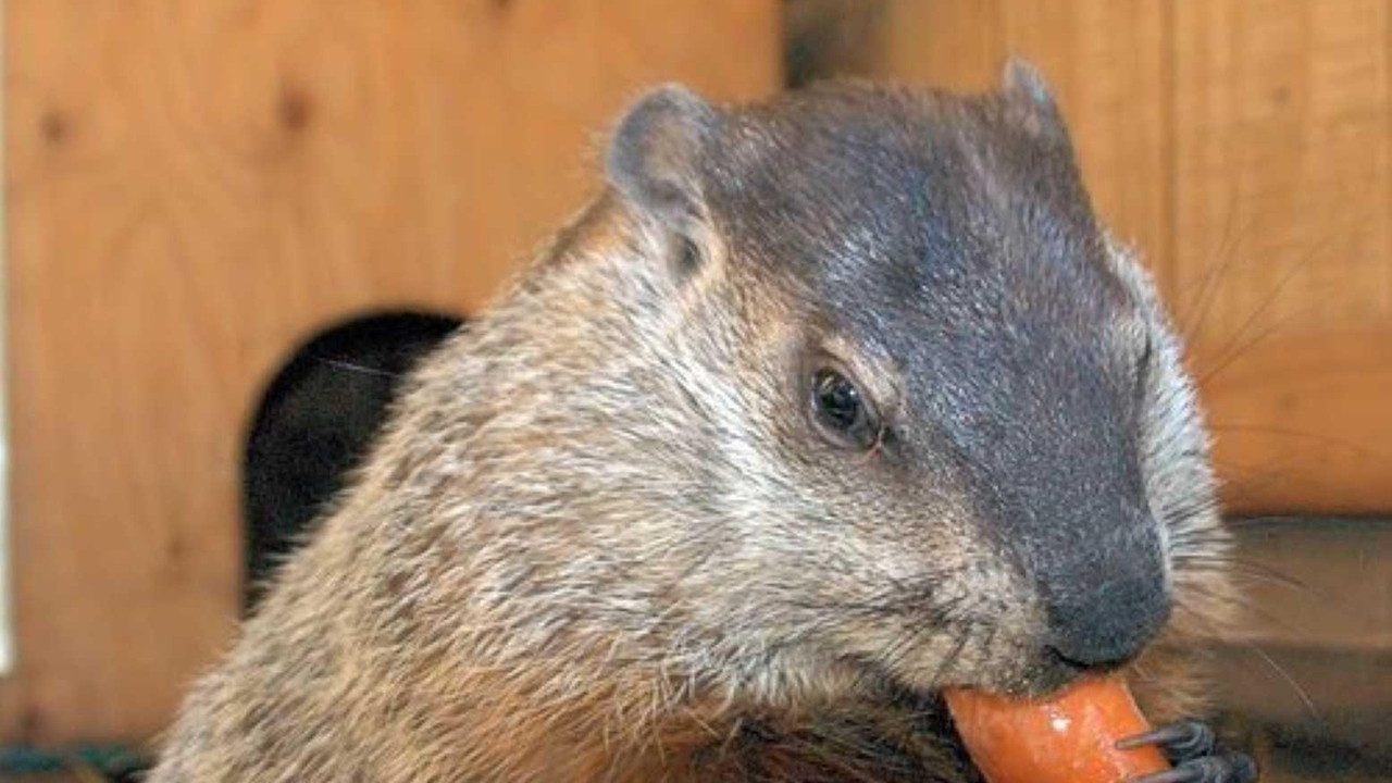 Weekend family fun on Long Island: Groundhog Day, Peter Max, 'Little ...