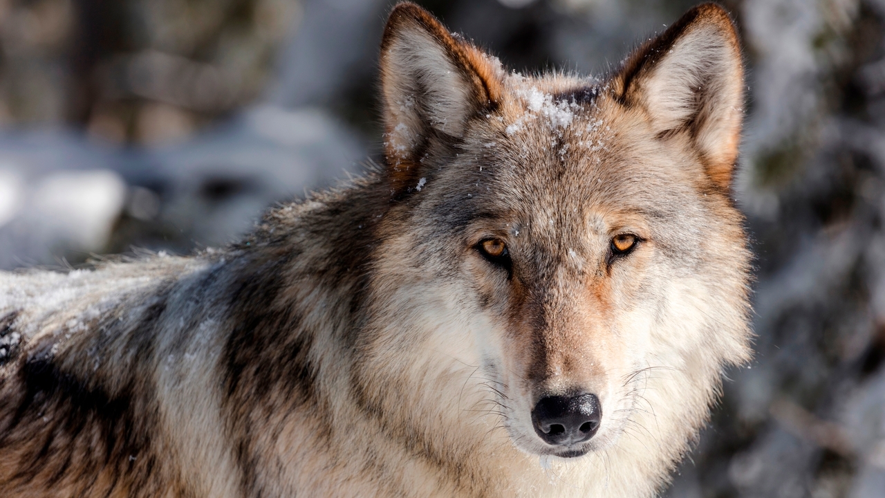Wyoming cuts wolf hunt in half to buoy Yellowstone region's disease ...