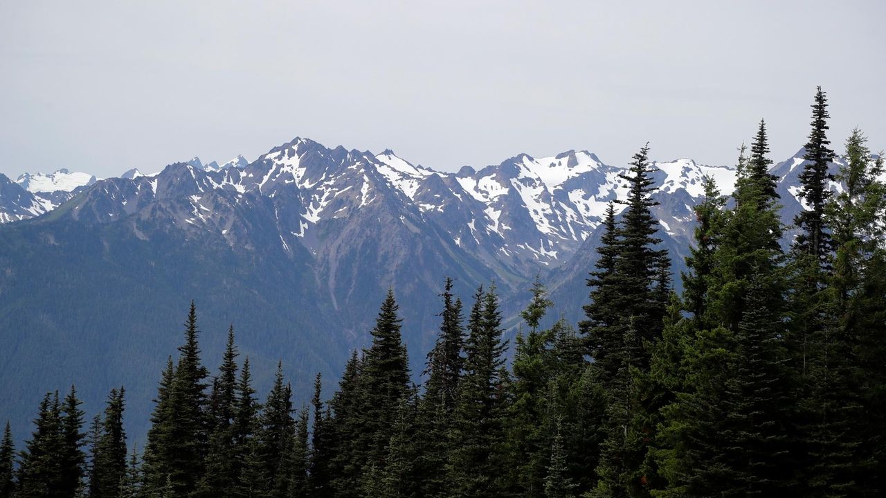 Mountain lion bites 4-year-old on popular Olympic National Park trail ...