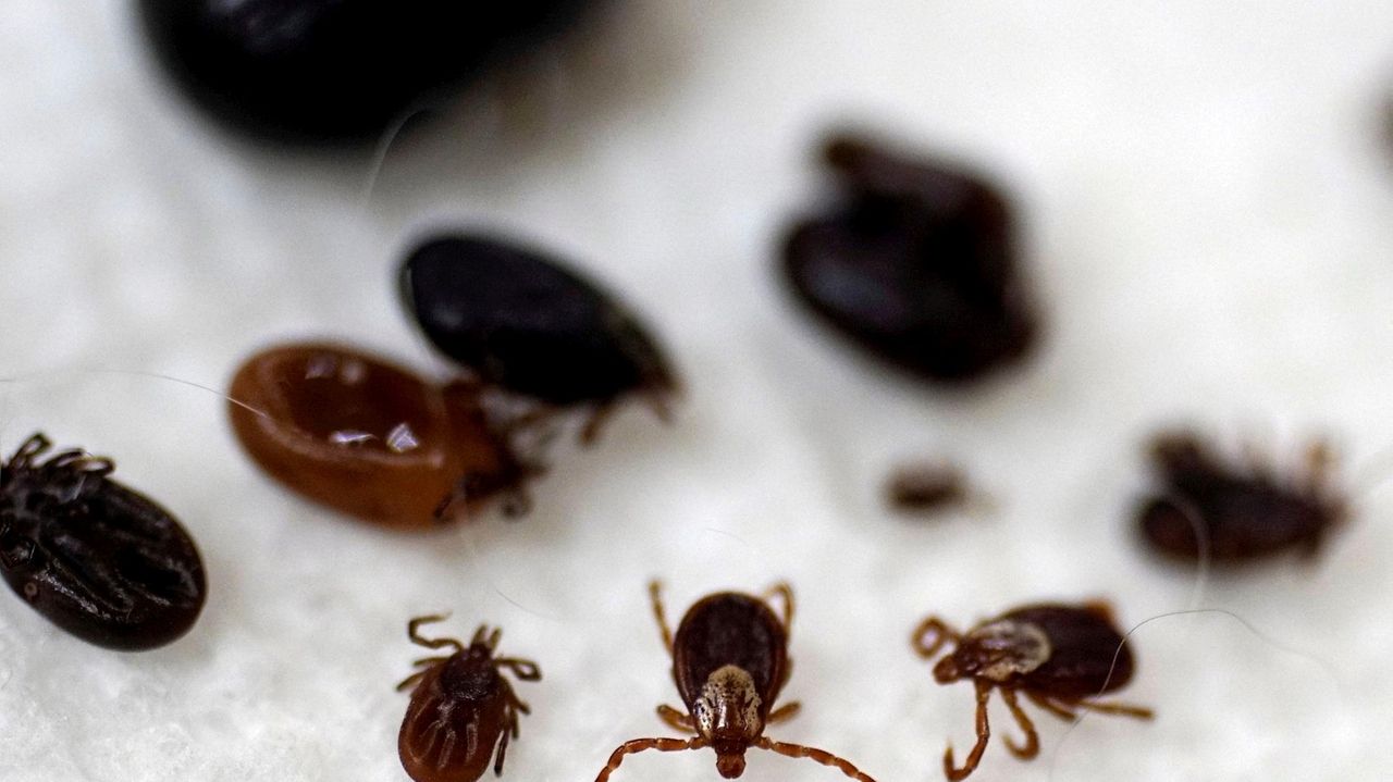 A new Lyme disease vaccine could be available next year. Will it be ...
