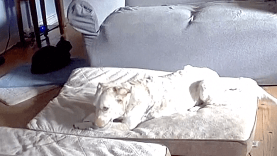Video shows dog chewing on a lithium-ion battery and sparking house ...