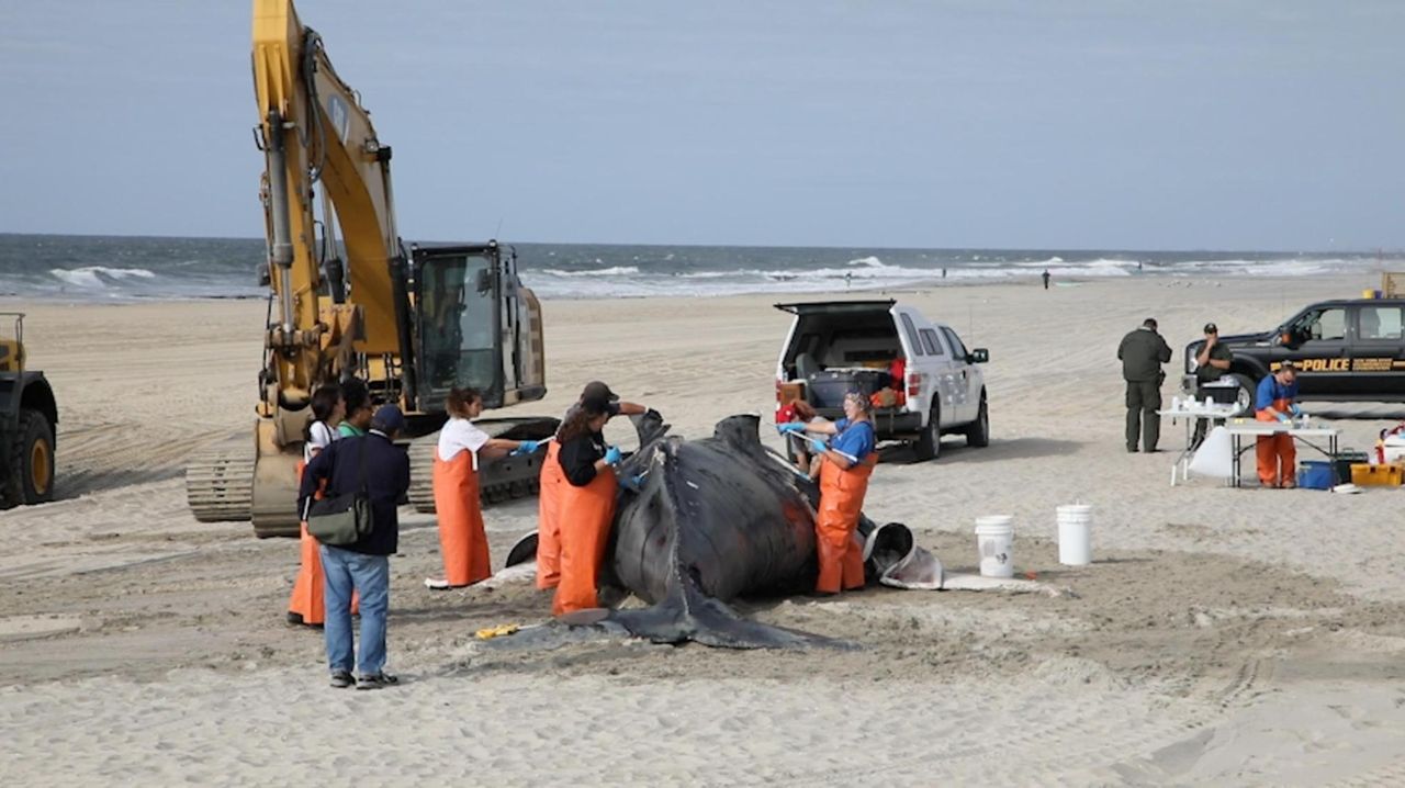 Necropsy on dead humpback whale that washed ashore in Long Beach - Newsday