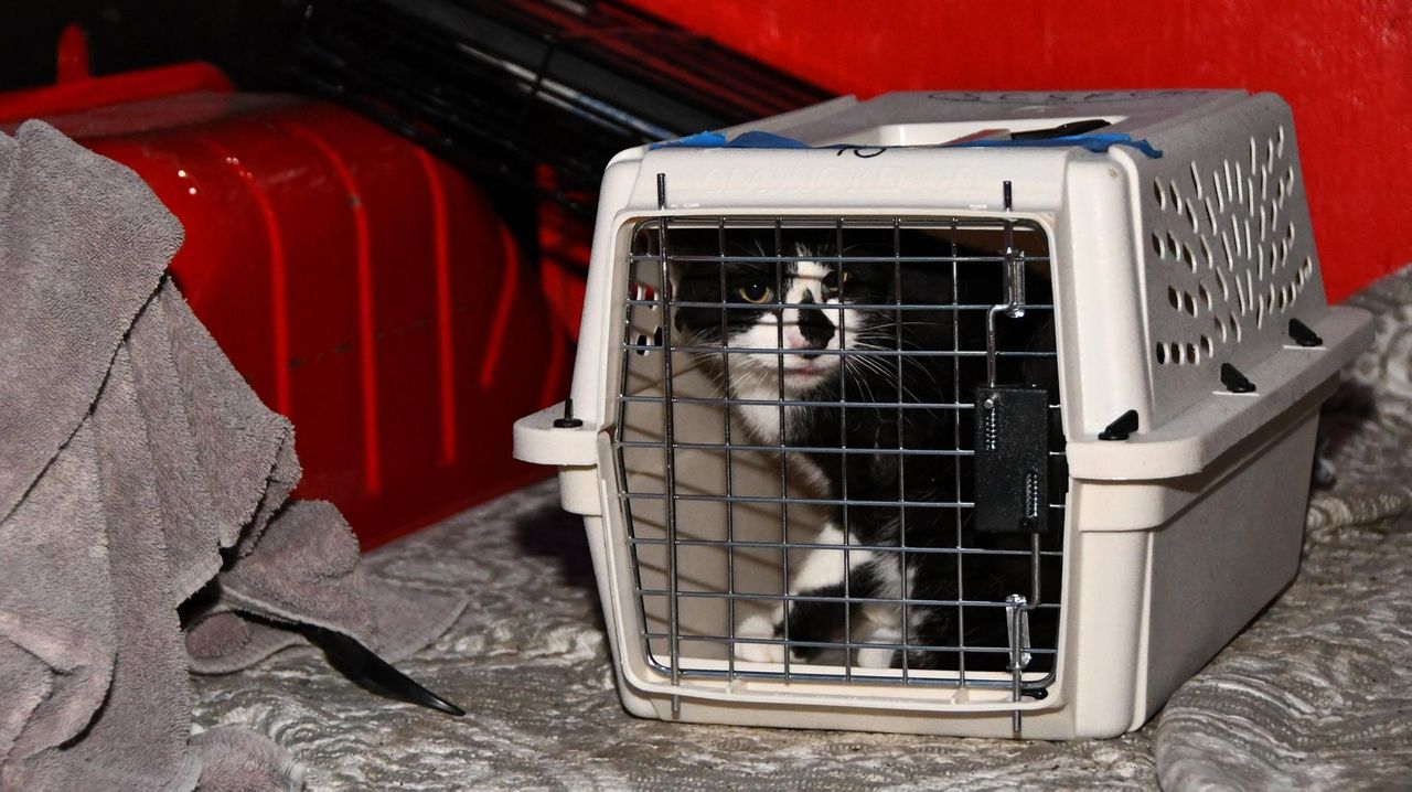 Animal neglect charges after 28 cats found dead in Bohemia home - Newsday