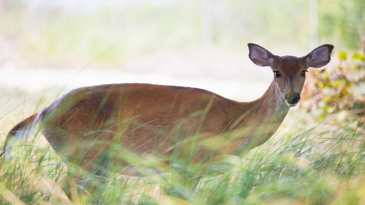 Tread lightly when scouting whitetails before season - Newsday