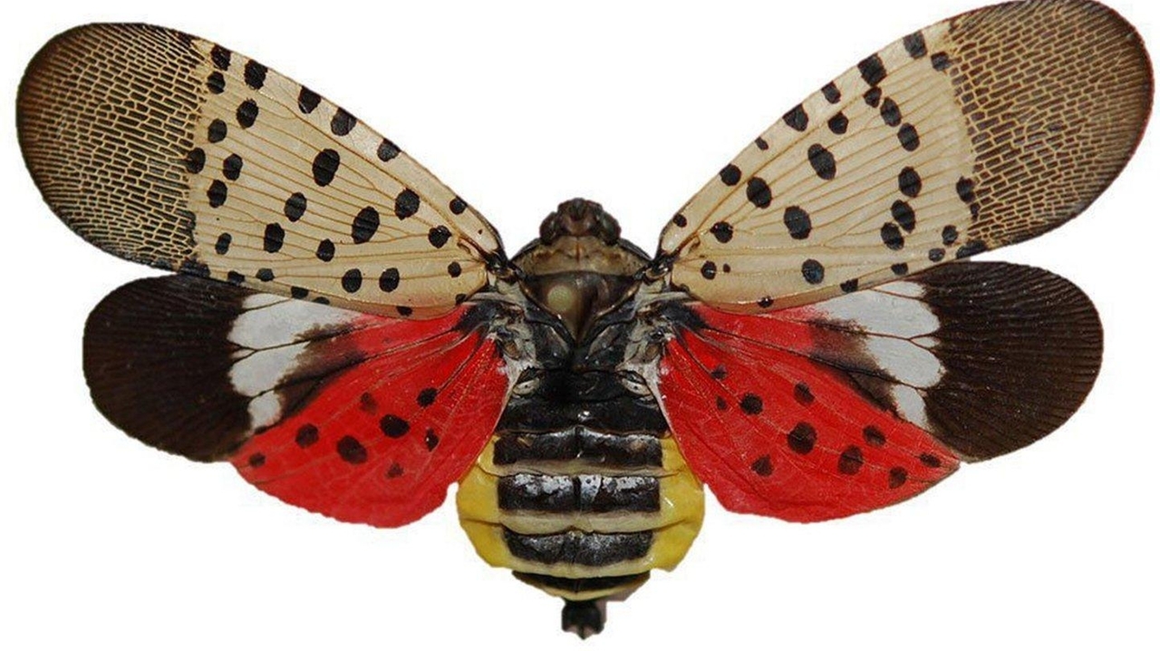 Invasive species experts: Be on the lookout for the spotted lanternfly ...