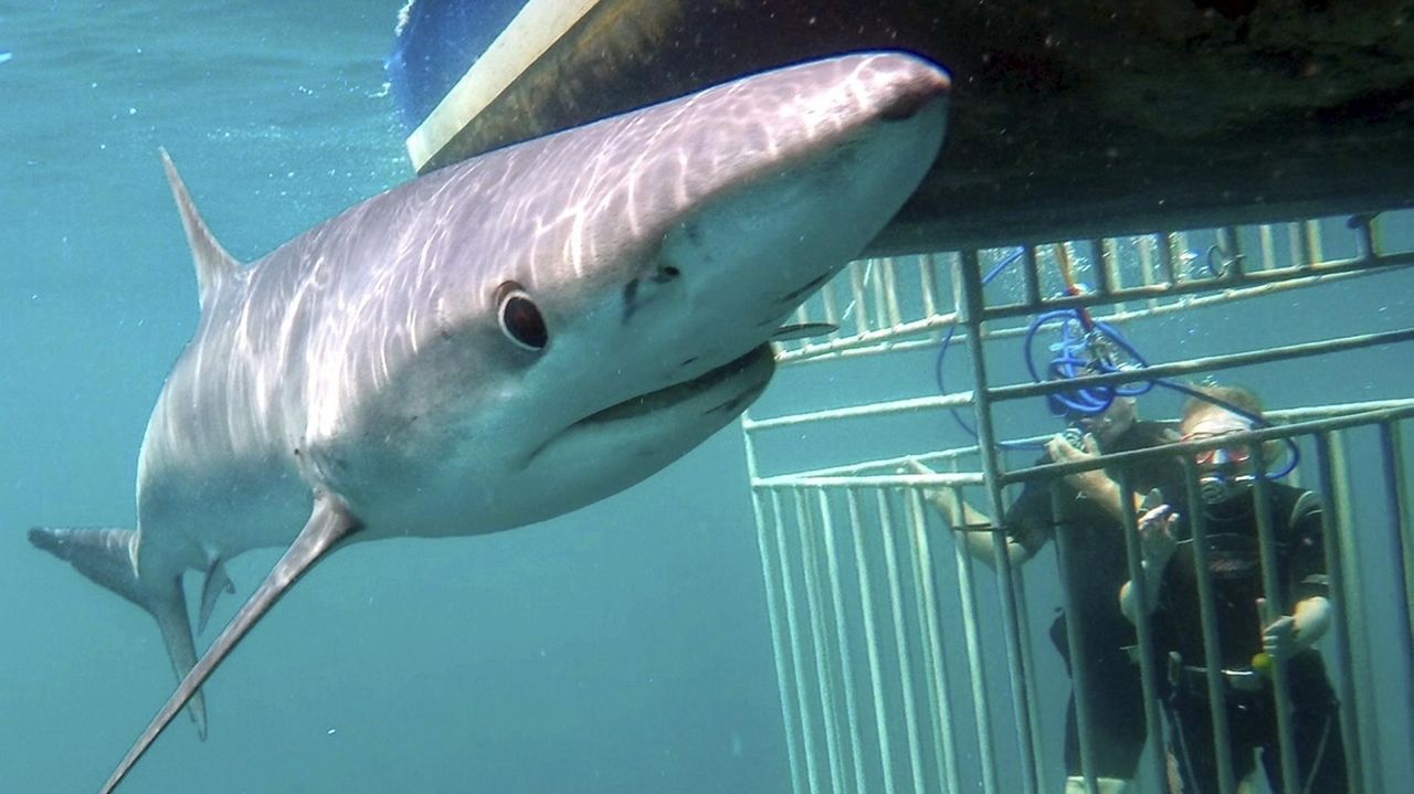 Shark dive on Long Island: What to know - Newsday