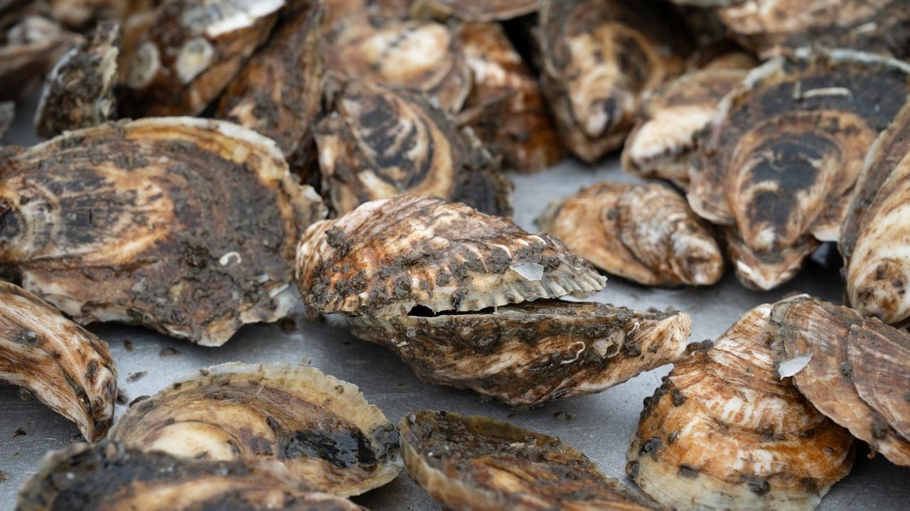 Town hatches plan to boost Oyster Bay shell fishing with new facility ...