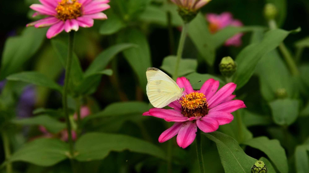 Where to see butterflies on Long Island - Newsday