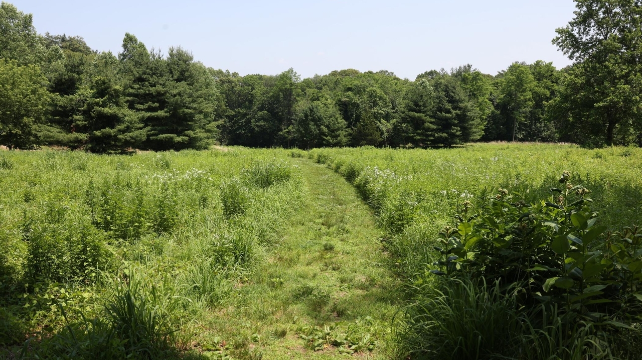 Hidden gem nature preserves on Long Island to explore - Newsday