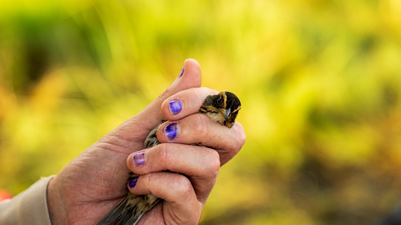 Federal grants fund projects to restore Long Island Sound habitats ...