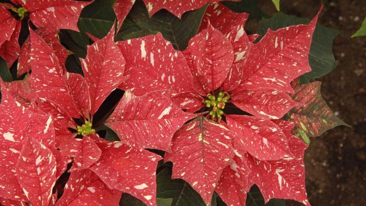 Garden Detective: keeping poinsettias - Newsday