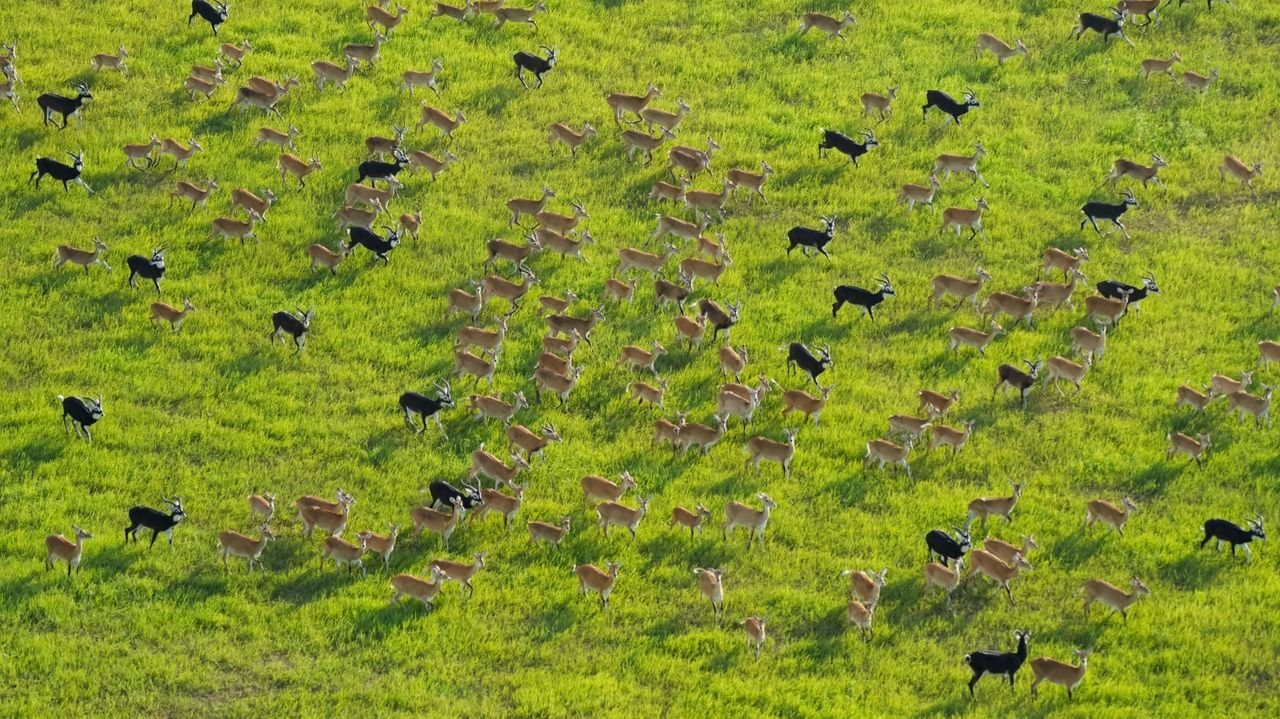 Clarification: South Sudan-Animal Migration story - Newsday