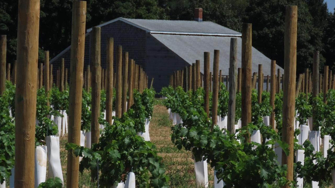 New North Fork vineyard uses technology to plant 60,000 vines - Newsday