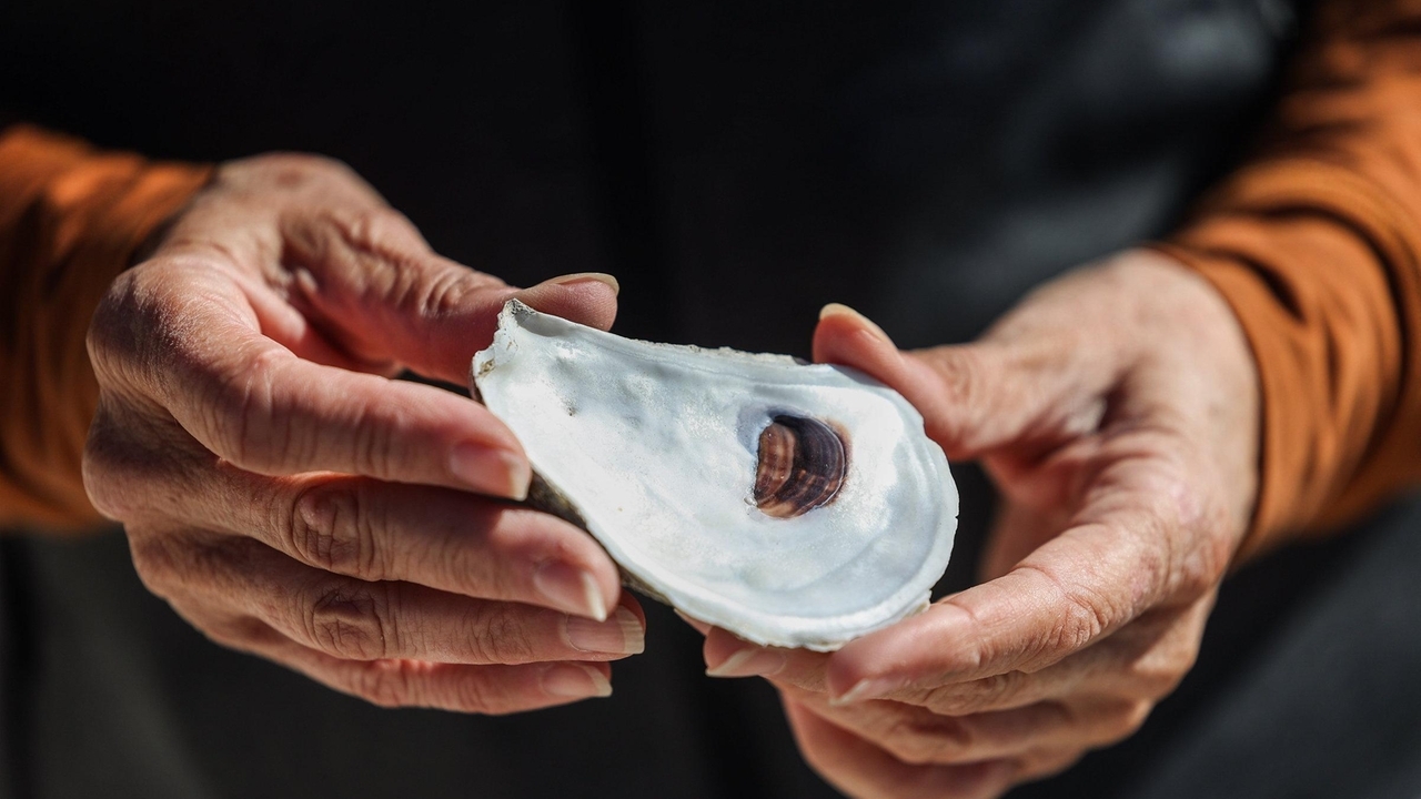 Fire Island restaurants join shell recovery program to rebuild marine ...