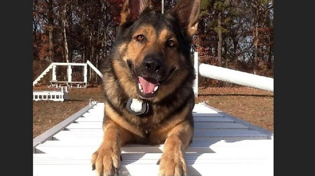 K-9 Kai, beloved retired Nassau police dog, dies at age 12 - Newsday