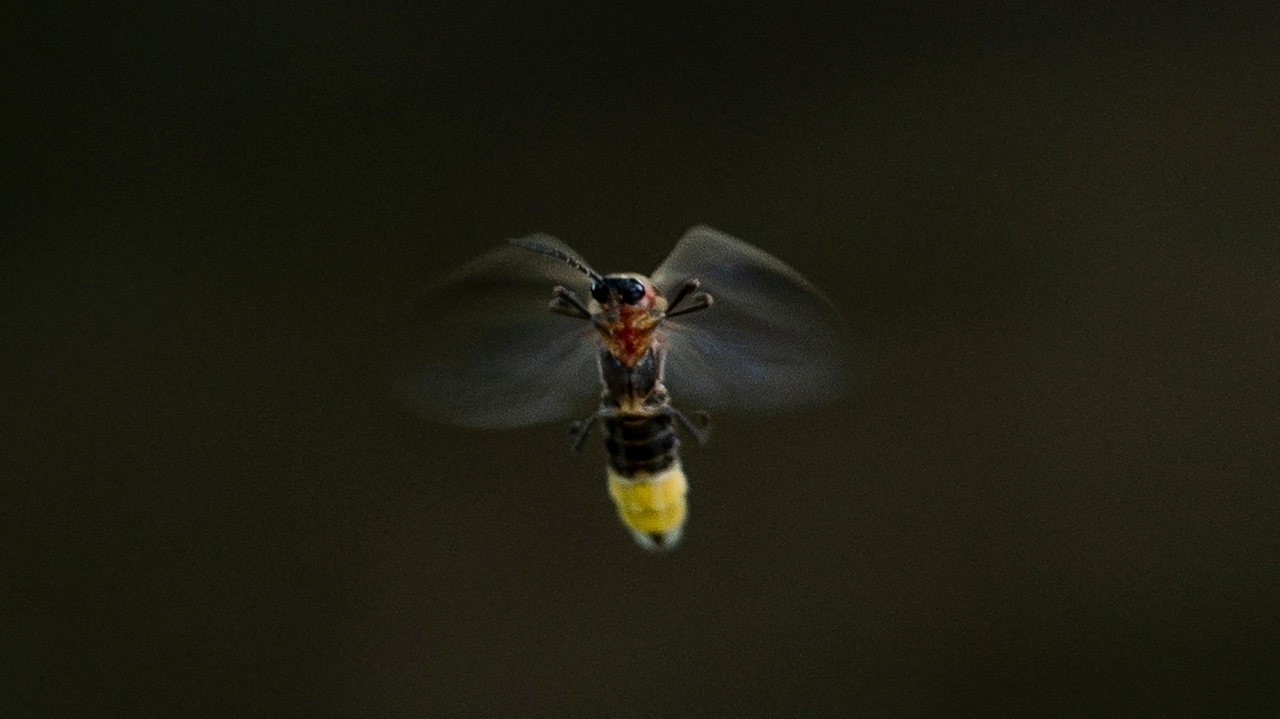 Fireflies are lighting up summer skies. But the glowing bugs are still ...