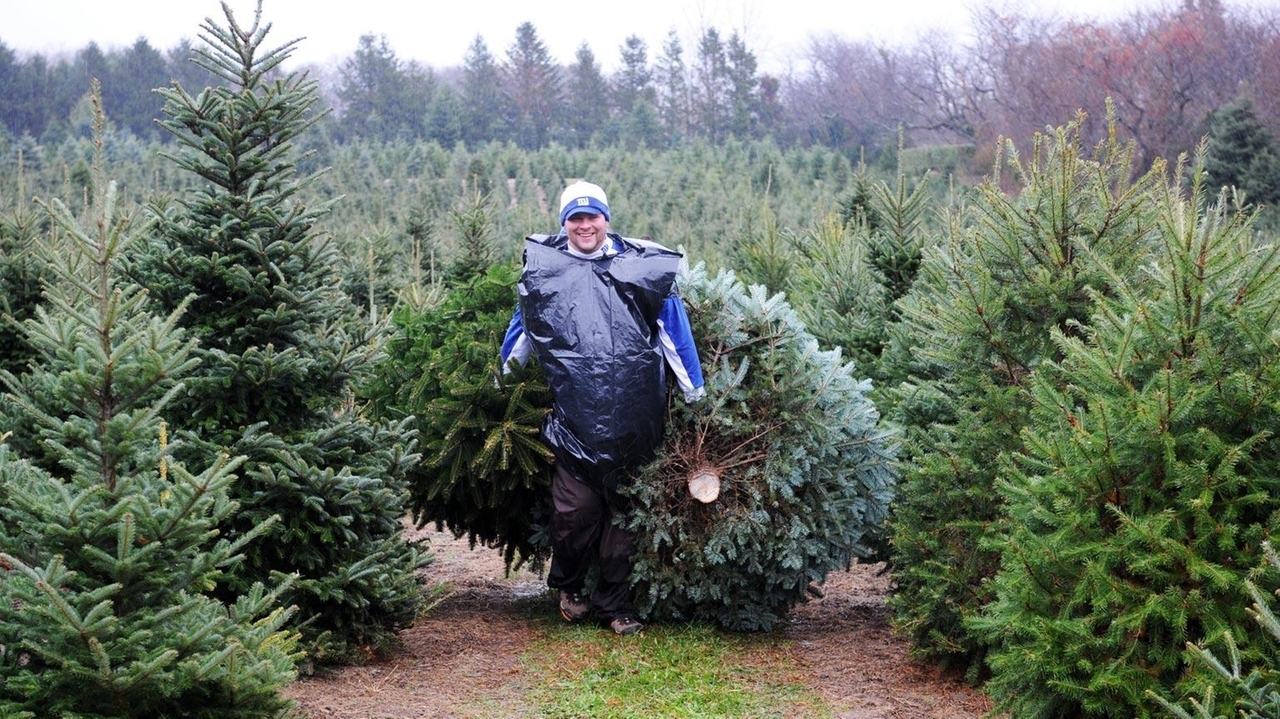 How to select a healthy Christmas tree - Newsday