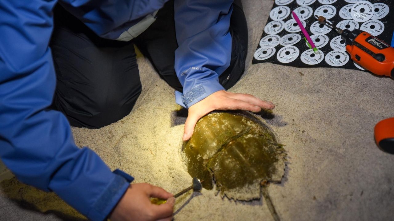 Gov. Kathy Hochul signs off on gradual phaseout of commercial harvest ...