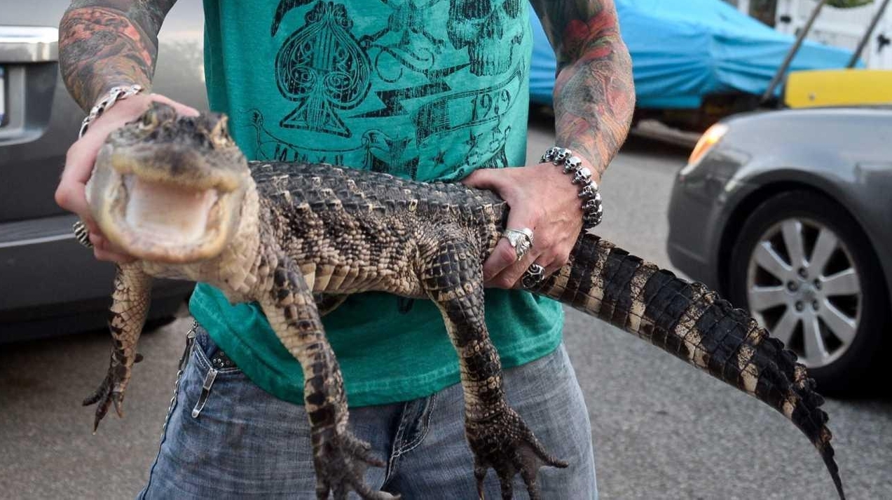 Hundreds of birds, turtles, other animals found in 'abominable ...