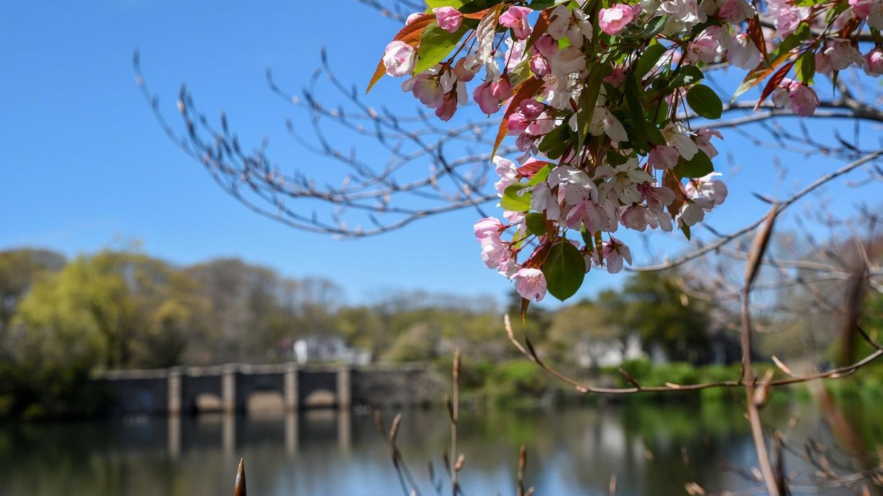 High pollen from blooming trees making for rough allergy season - Newsday
