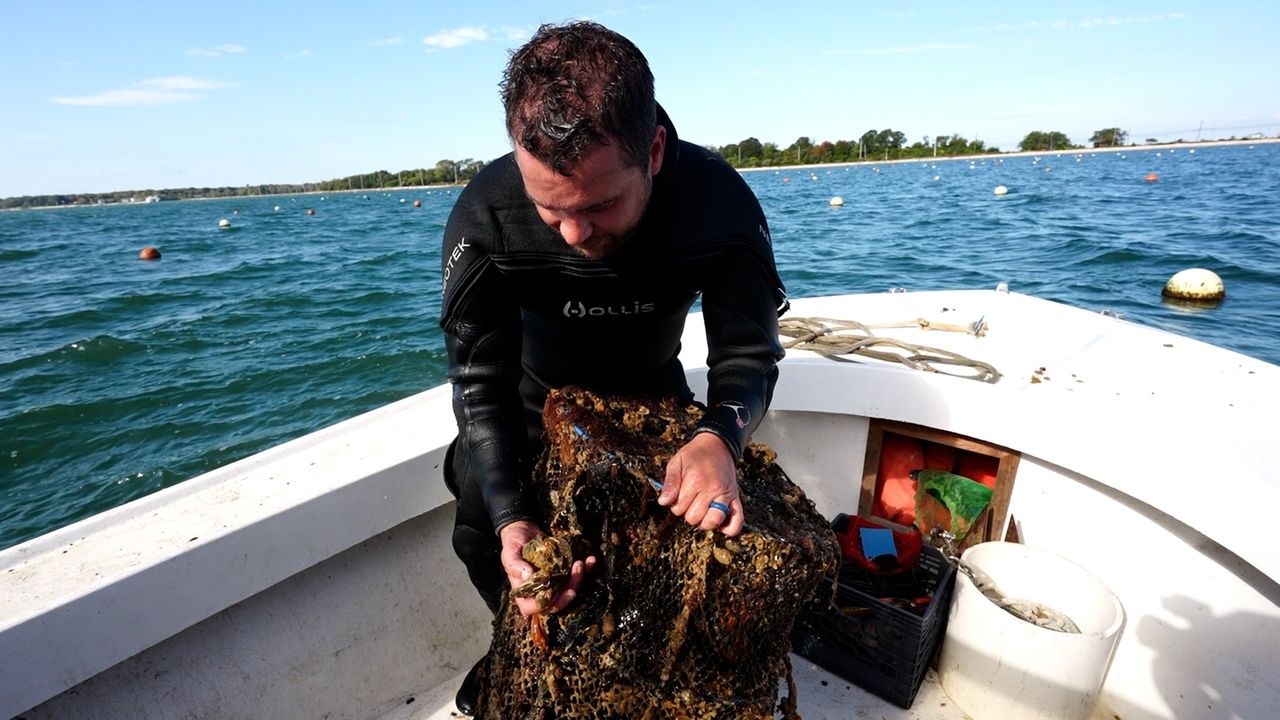 Working to boost LI's scallop population - Newsday