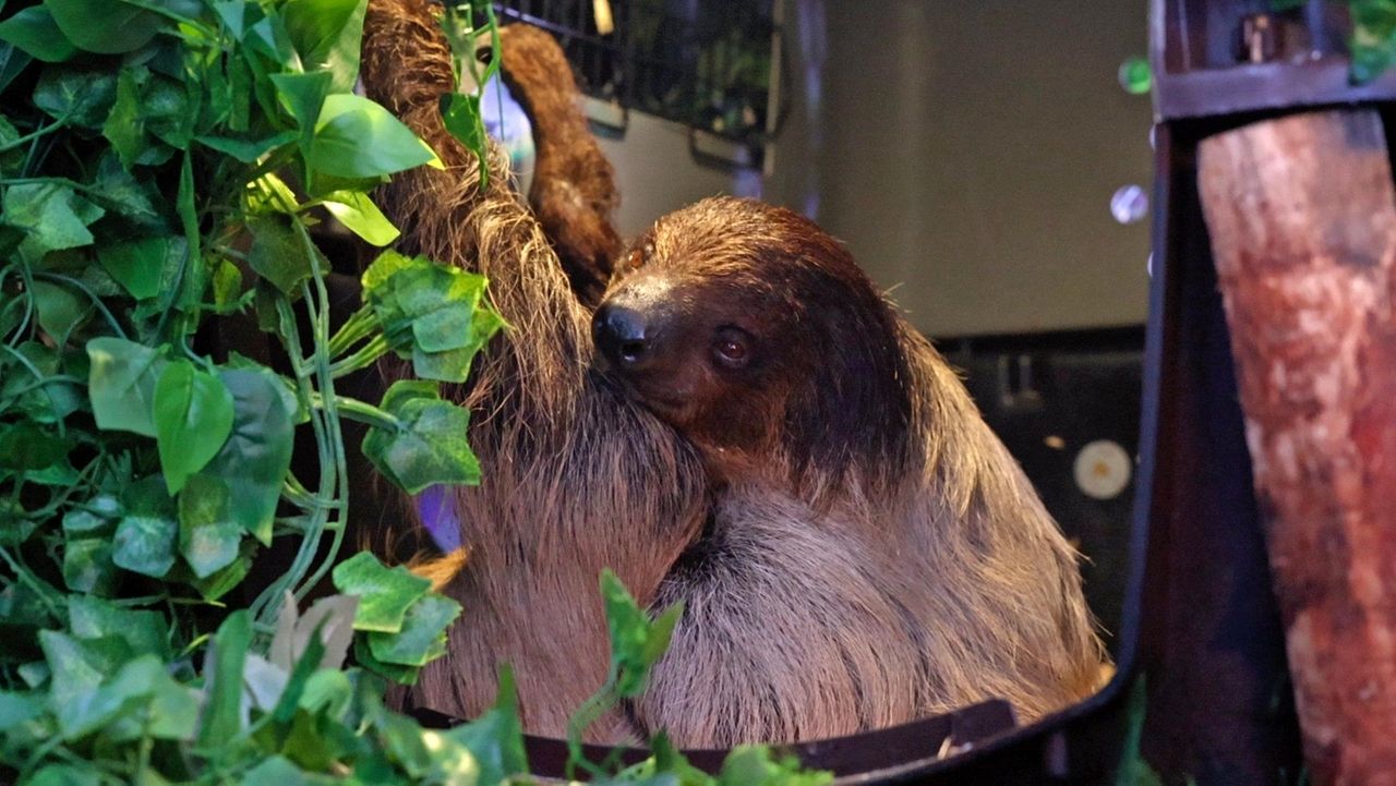 Judge rules Sloth Encounters must 'immediately cease' operations that ...