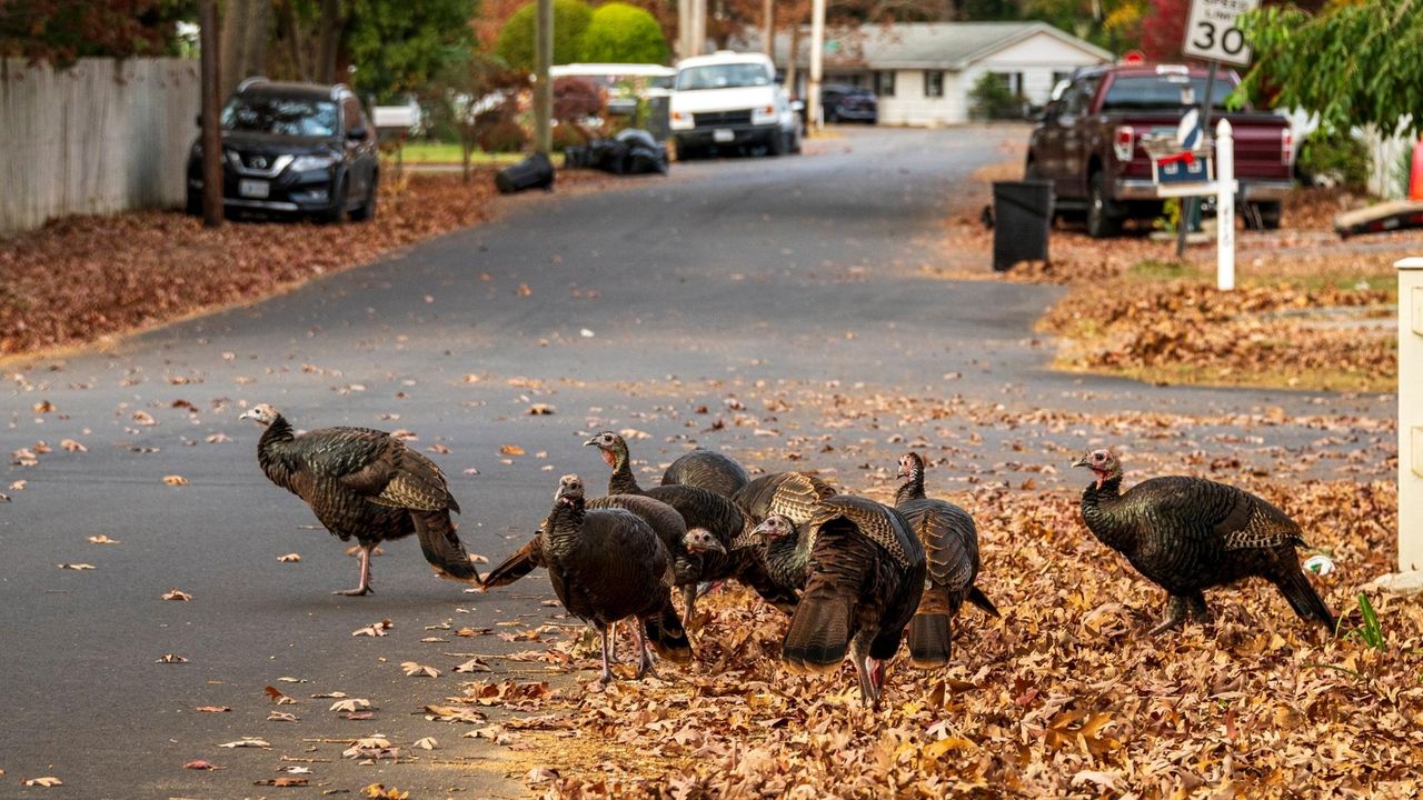 Wild turkeys thrive in the suburbs, make a comeback on Long Island ...