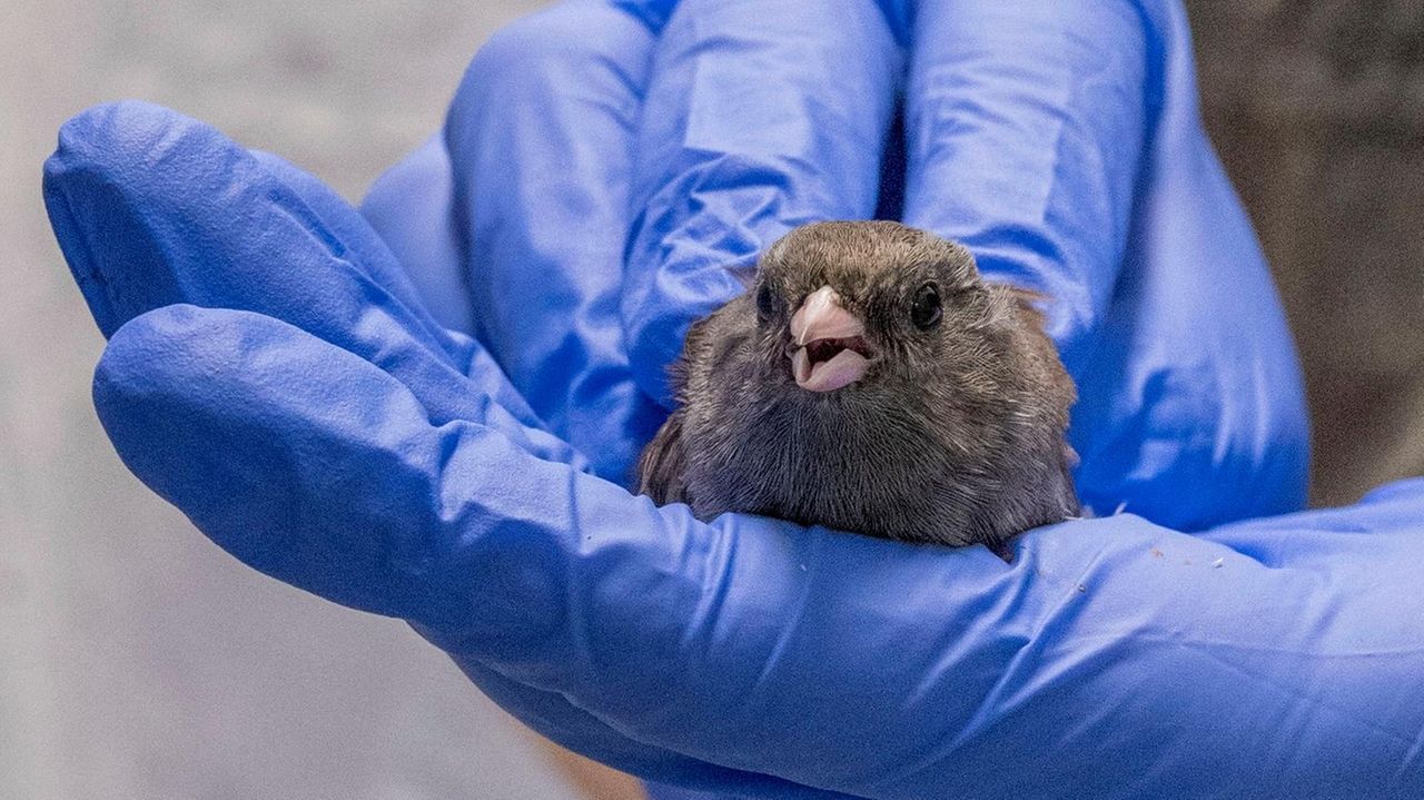 Long Islanders consider ways to mitigate fatal crashes of birds into ...