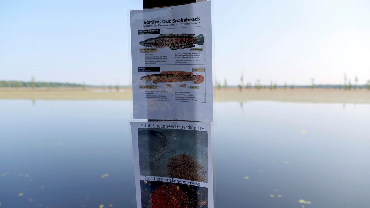 Invasive northern snakehead fish found in southeastern Missouri for ...