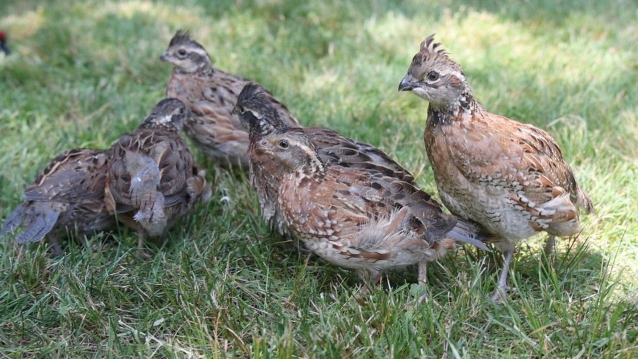 North Hempstead releases latest class of quails to munch on ticks - Newsday
