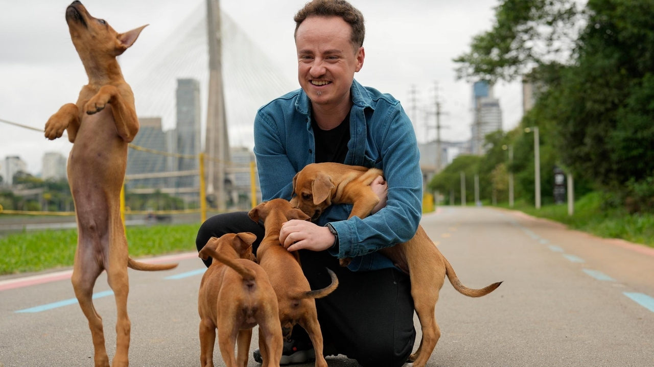 These Brazilian caramel-colored stray dogs were long overlooked. Now ...