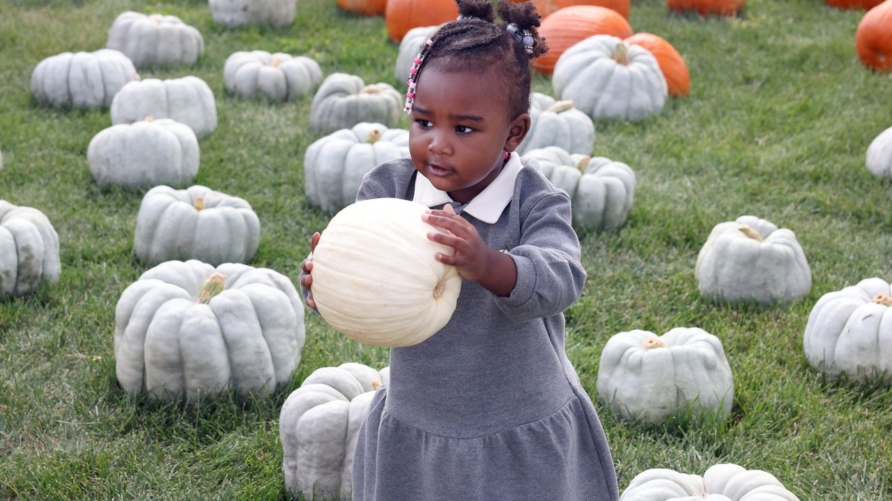 Long Island pumpkin picking farms and patches for fall 2025 - Newsday