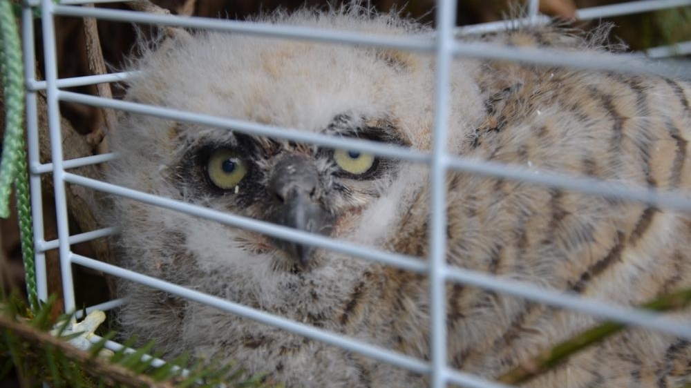 A baby owl teaches an Earth Day lesson - Newsday