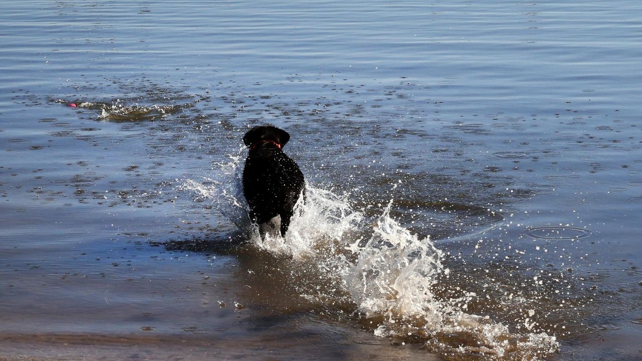 Geese-chasing dogs facing challenge in Babylon - Newsday