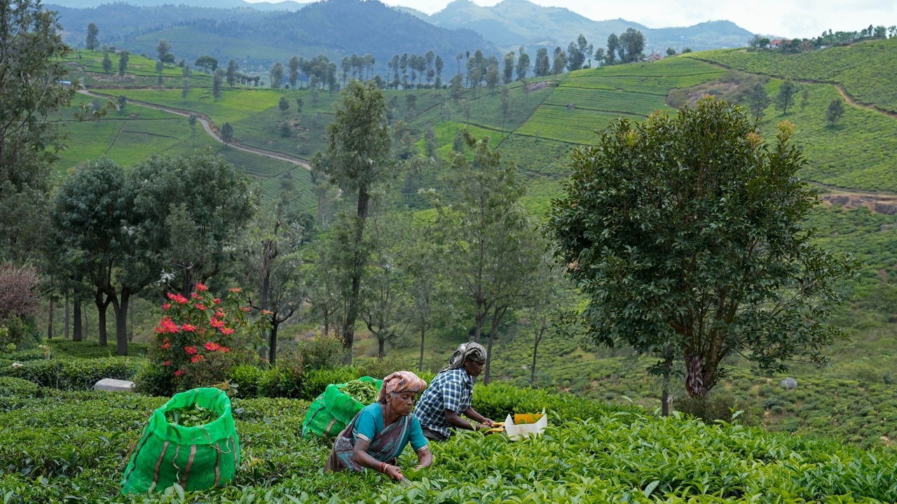 In southern India's tea country, small but mighty efforts are brewing ...