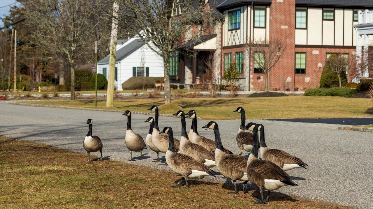 Five wild birds in Suffolk test positive for bird flu, federal data ...