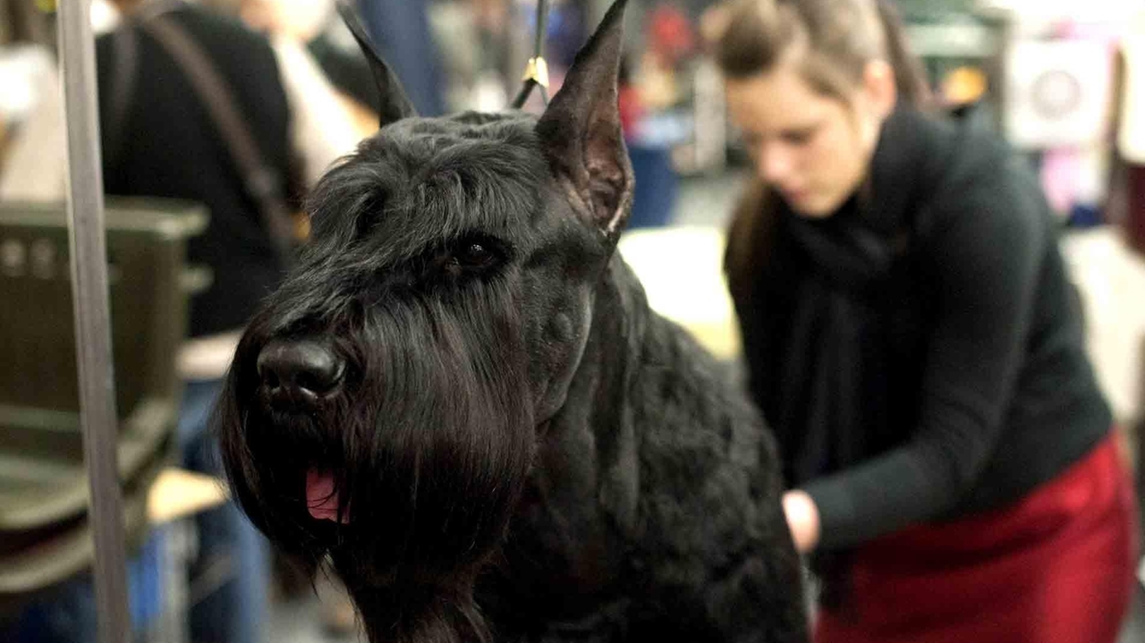 LI dog wins best in breed at Westminster - Newsday