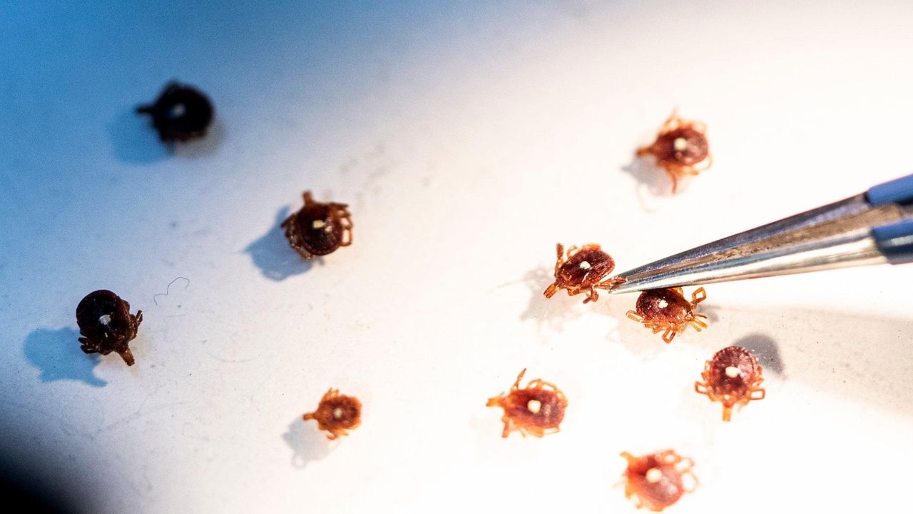 Answering your questions about the dangers of ticks and diseases they ...