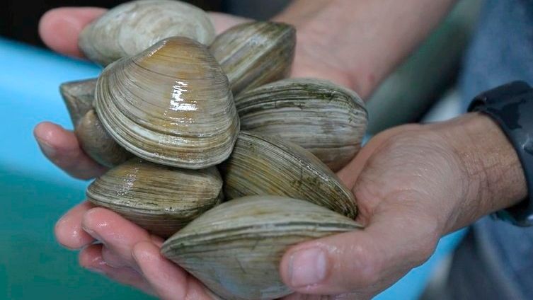 Nurturing of clams brings many benefits to Shinnecock Bay - Newsday